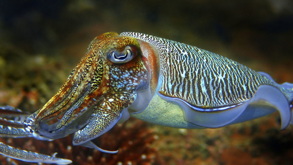 Ubuntu 18.10 new features: Cosmic Cuttlefish bursts with graphics ...
